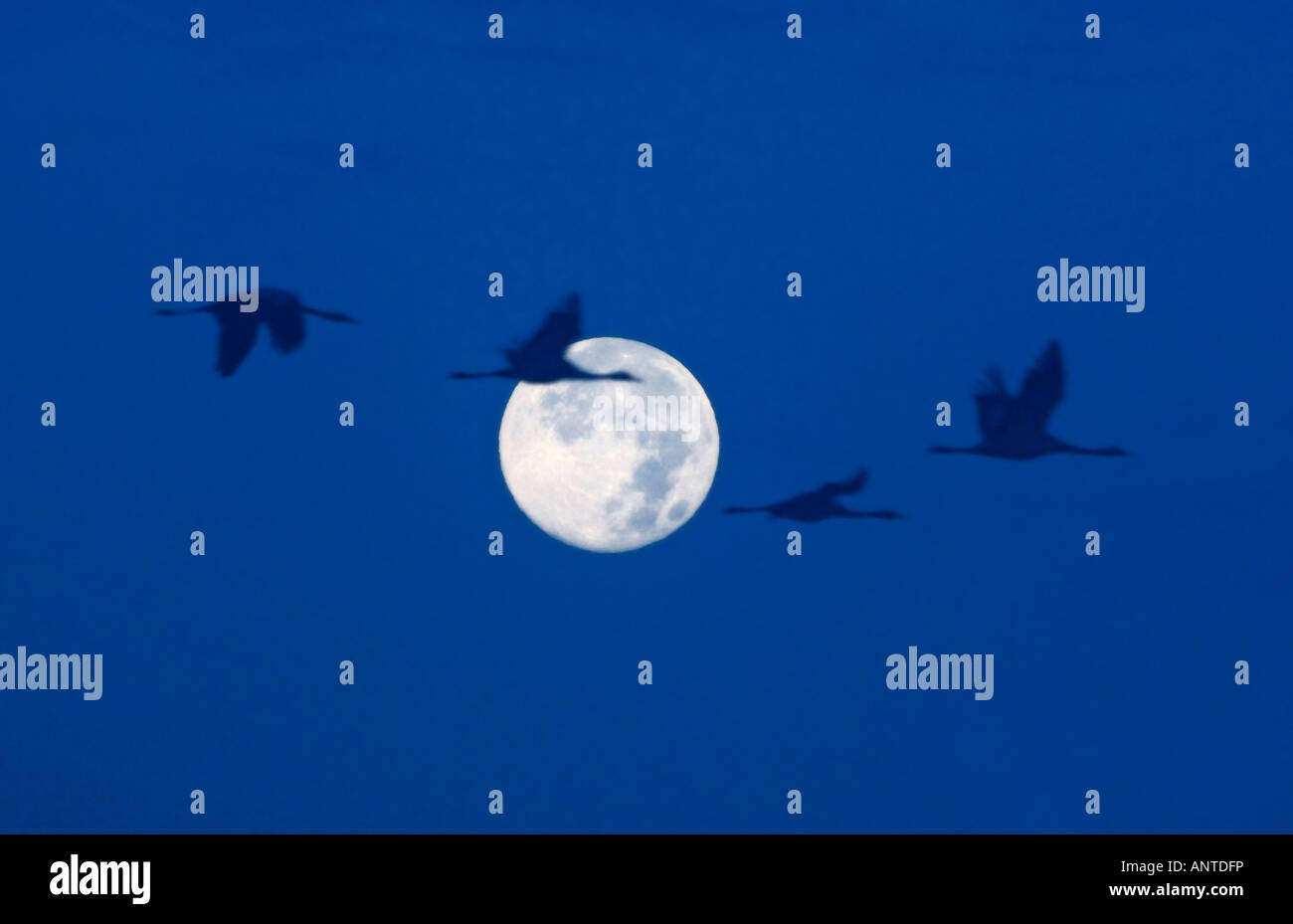 Common cranes and moon hi-res stock photography and images - Alamy
