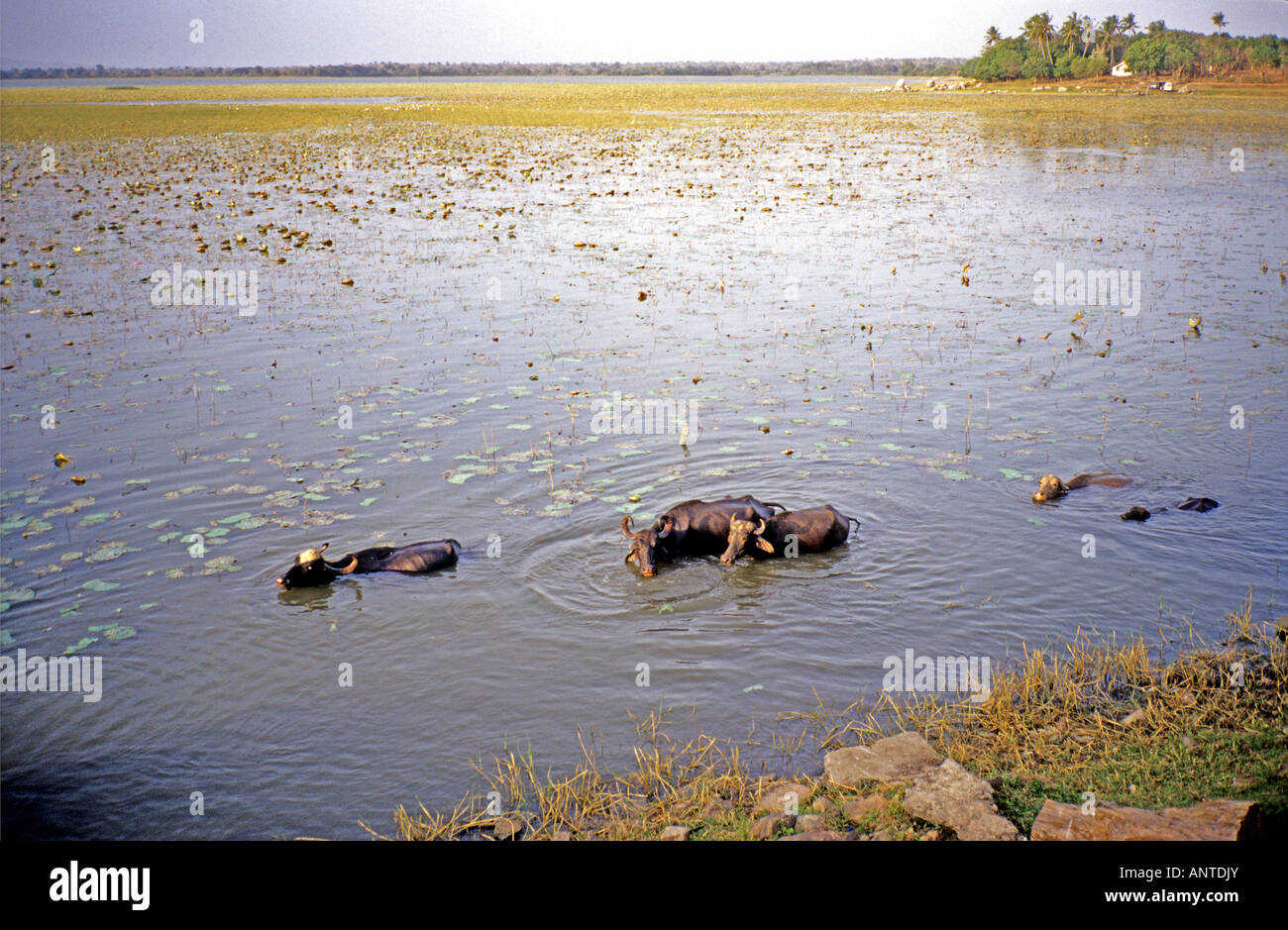 Water buffalo herd calves hi-res stock photography and images - Alamy