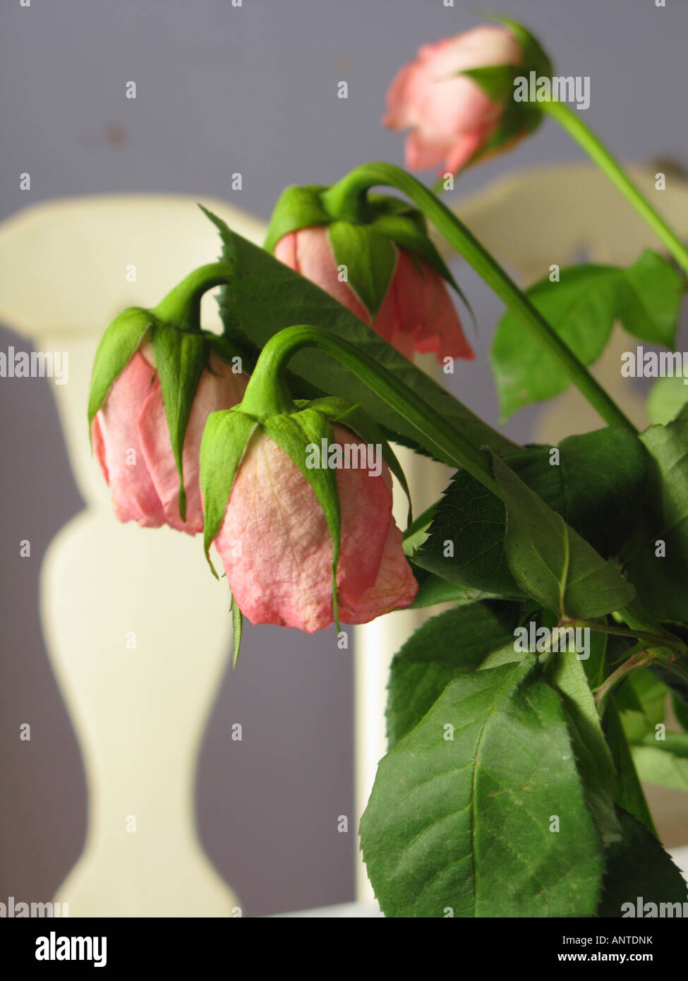 Blade and rose hi-res stock photography and images - Alamy