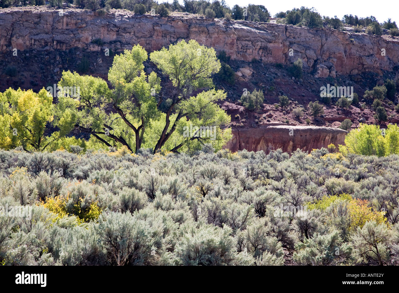 Tree and bushes in a beautiful landscape - backlit Stock Photo - Alamy