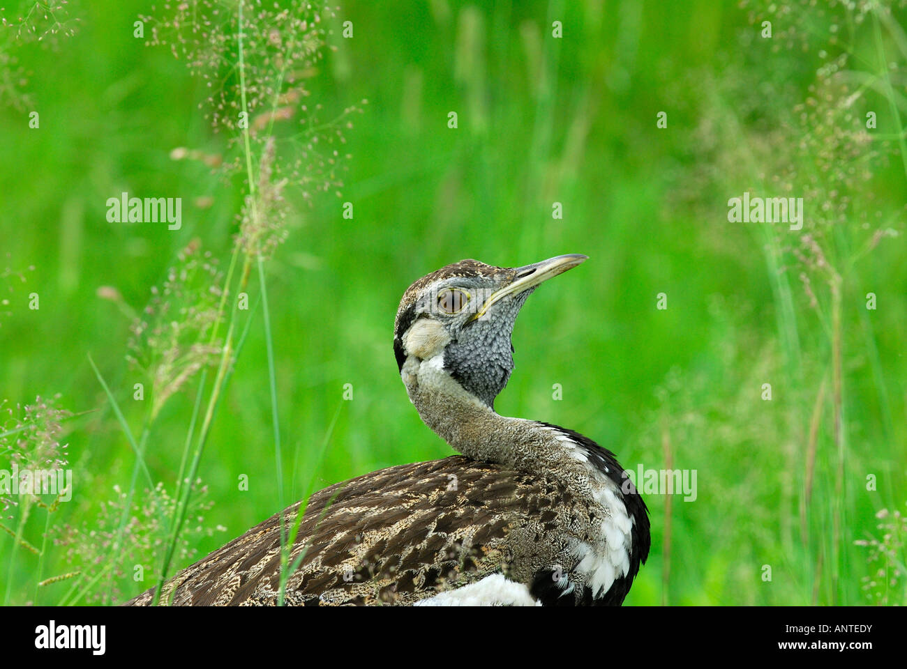 Korhaan watching hi-res stock photography and images - Alamy
