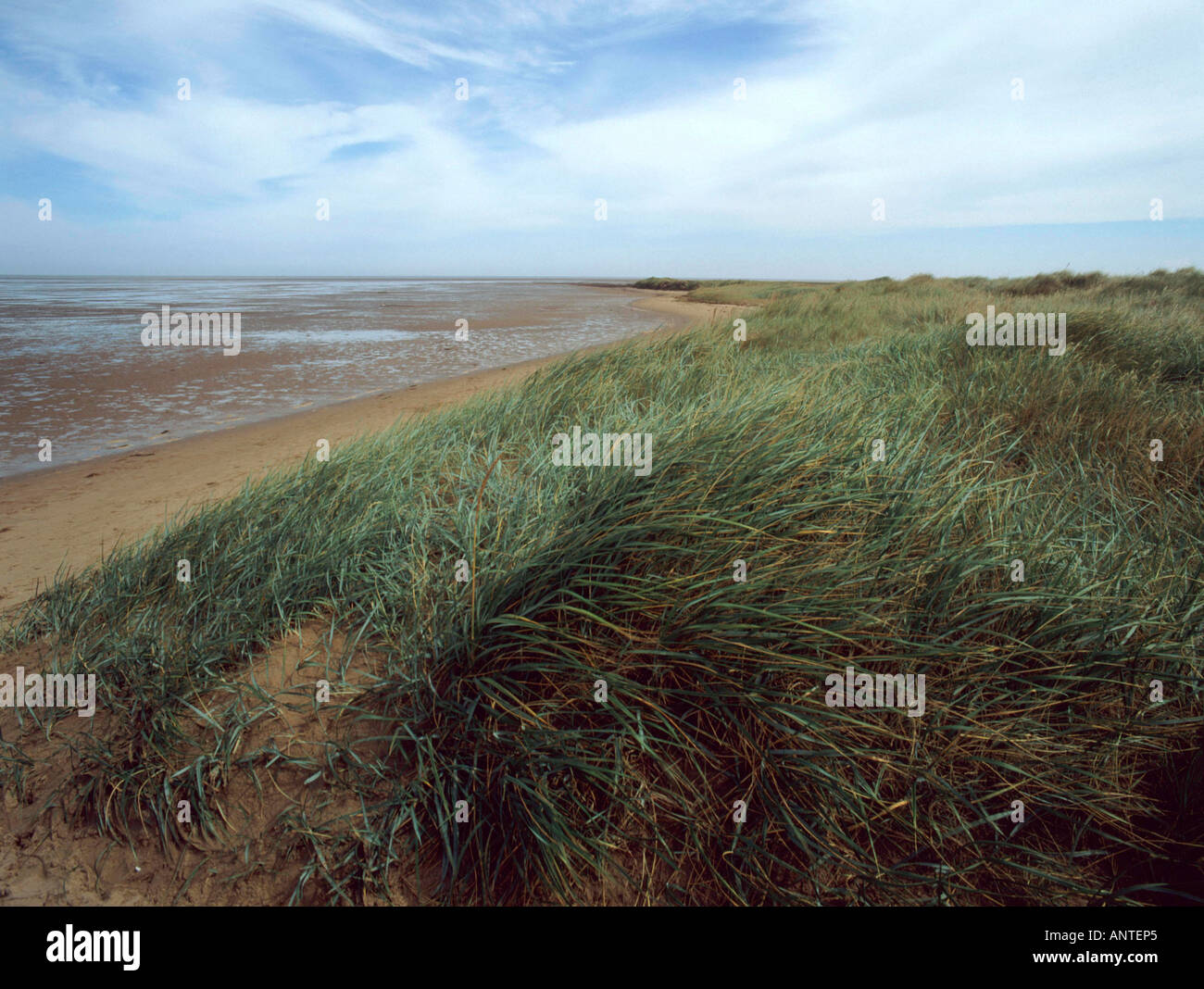 Humber estuary birds hi-res stock photography and images - Alamy