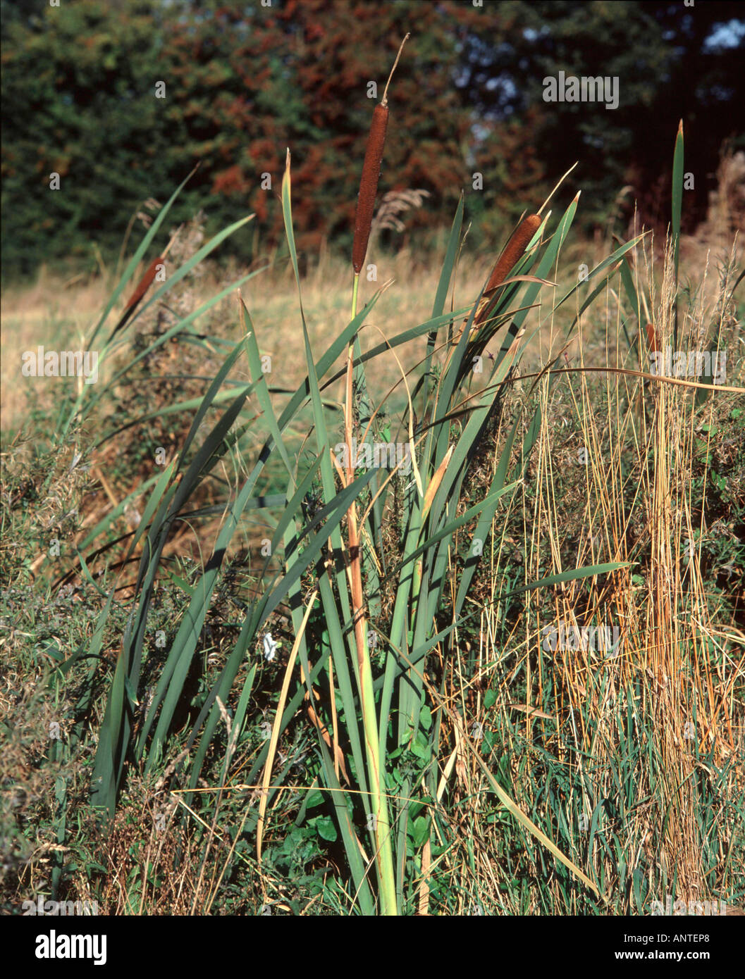 Great Reedmace ( Typha latifolia )growing in a marshland dyke on ...