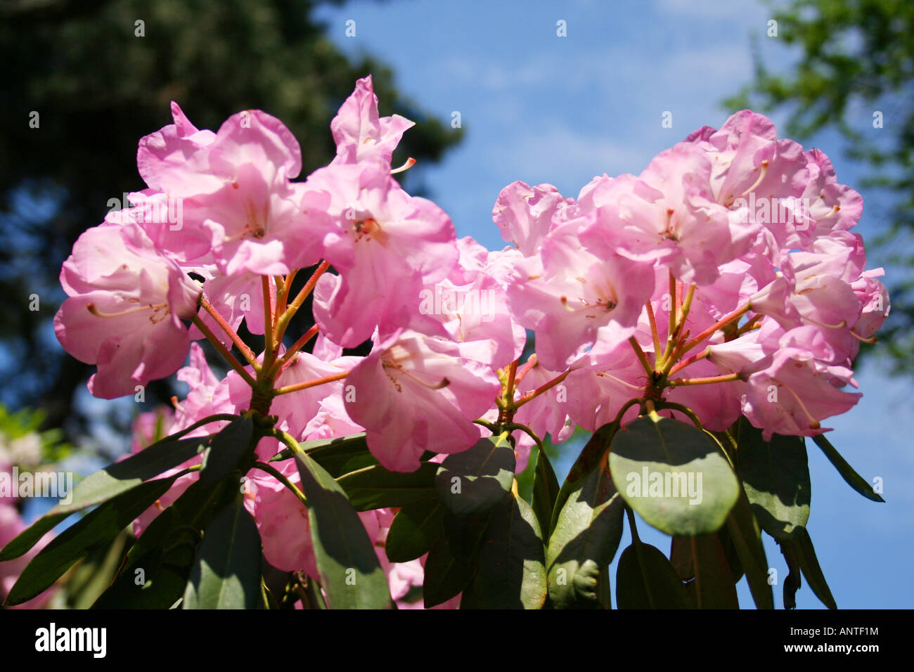 Blooming of tropical beauty of Rhododendrons in the spring Stock Photo ...