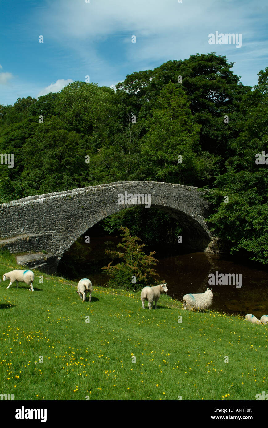 Packhorse bridge at Stainforth North Yorkshire Stock Photo - Alamy