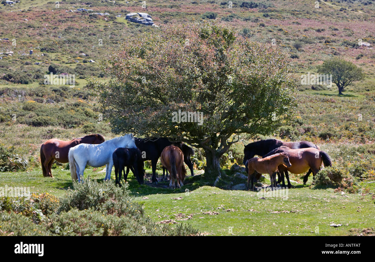 Dartmoor pony herd hi-res stock photography and images - Alamy