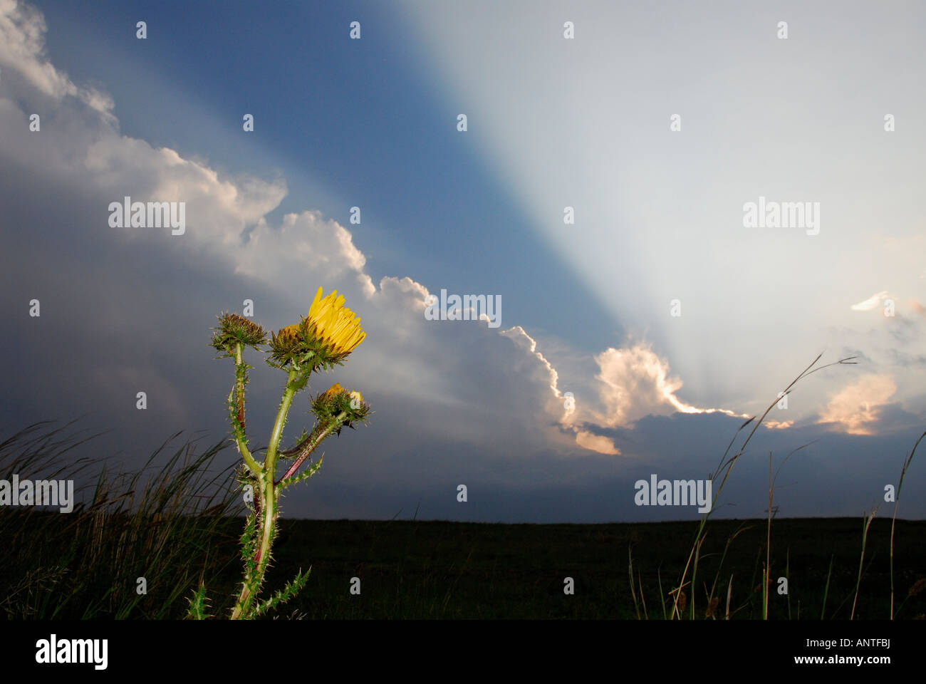 Flowering yellow weed against storm clouds, Free State, South Africa ...