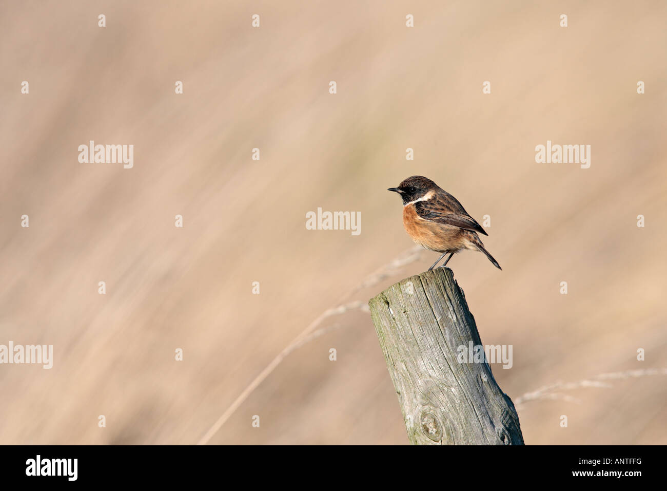 Male stonechat hi-res stock photography and images - Alamy