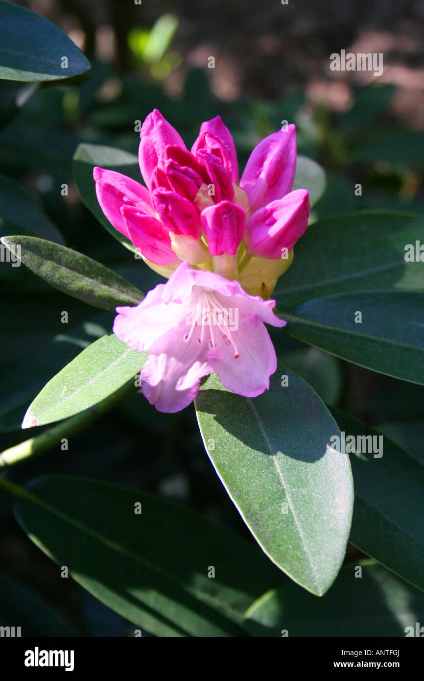 Blooming of tropical beauty of Rhododendrons in the spring Stock Photo ...