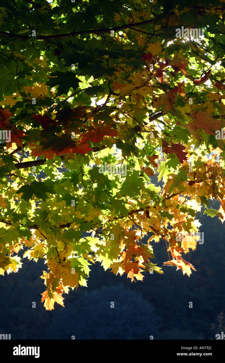 Temperate forest in autumn with colourful trees in Romania, Europe, EU ...