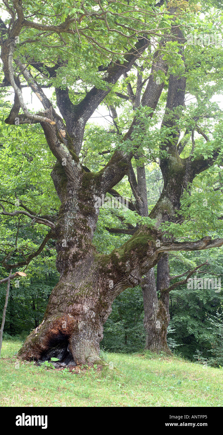 Temperate forest in autumn colourful hi-res stock photography and ...