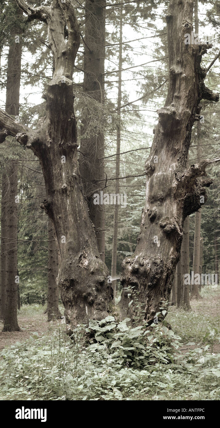 Parch hi-res stock photography and images - Alamy