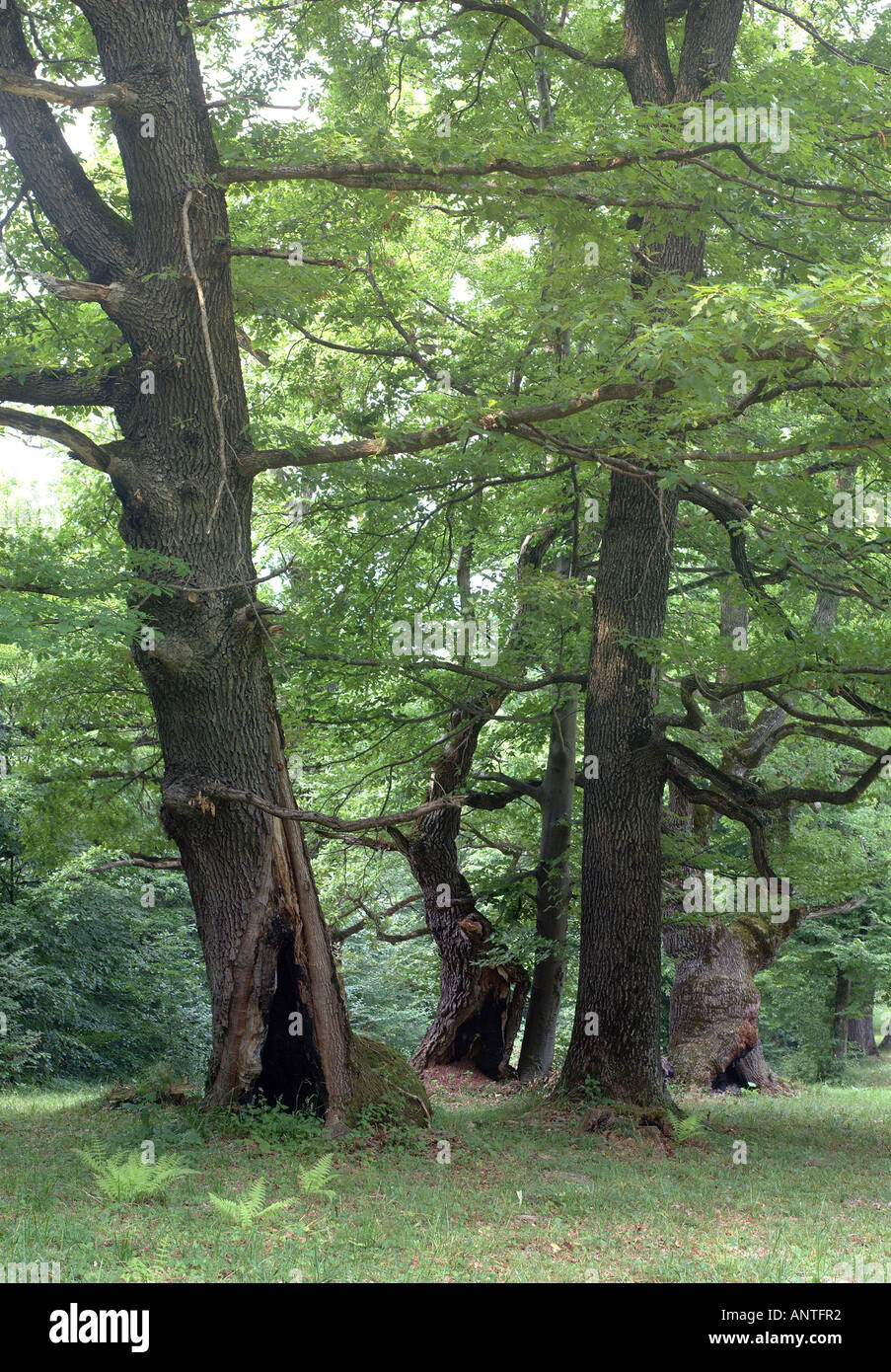 Oak tree in romanian temperate forest in Carpathian mountain Stock ...