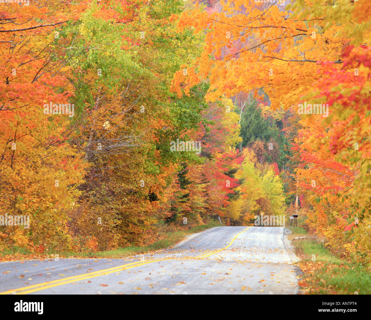 USA NEW ENGLAND TYPICAL ROAD FALL AUTUMN LEAVES Stock Photo - Alamy