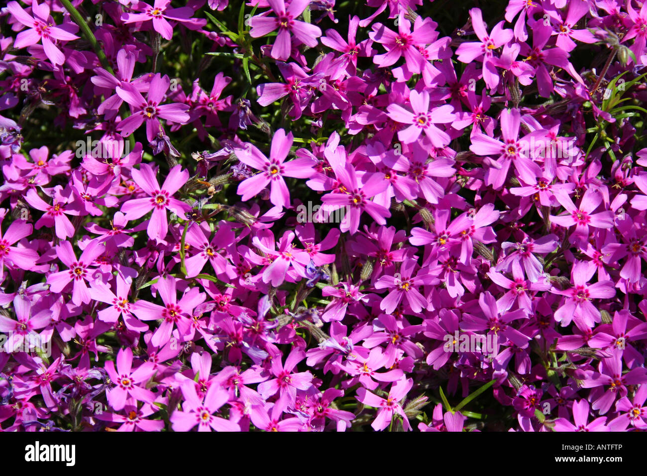 Floristic background Blooming of Phlox in the spring Stock Photo - Alamy