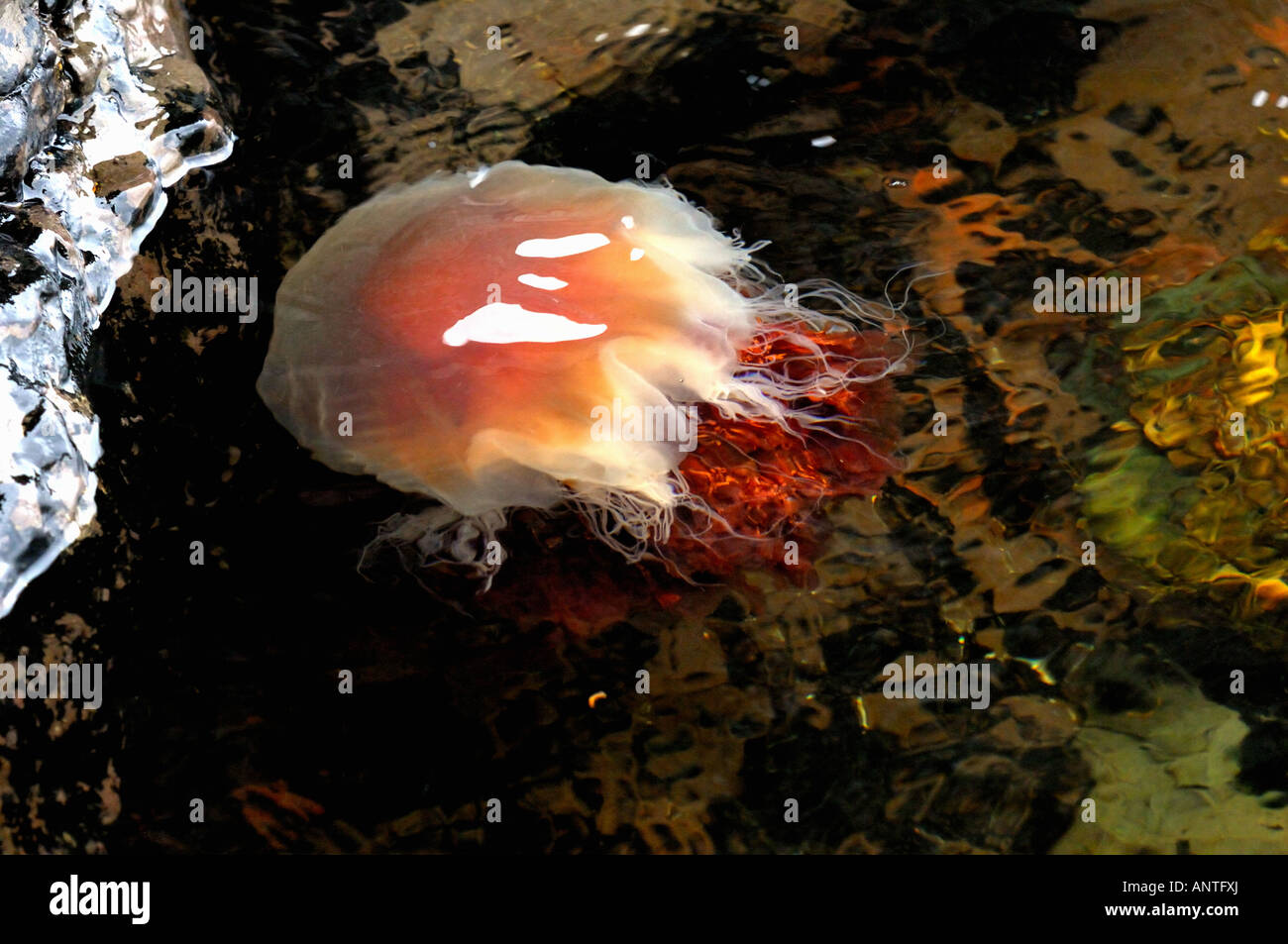 Lions mane jelly fish hi-res stock photography and images - Alamy