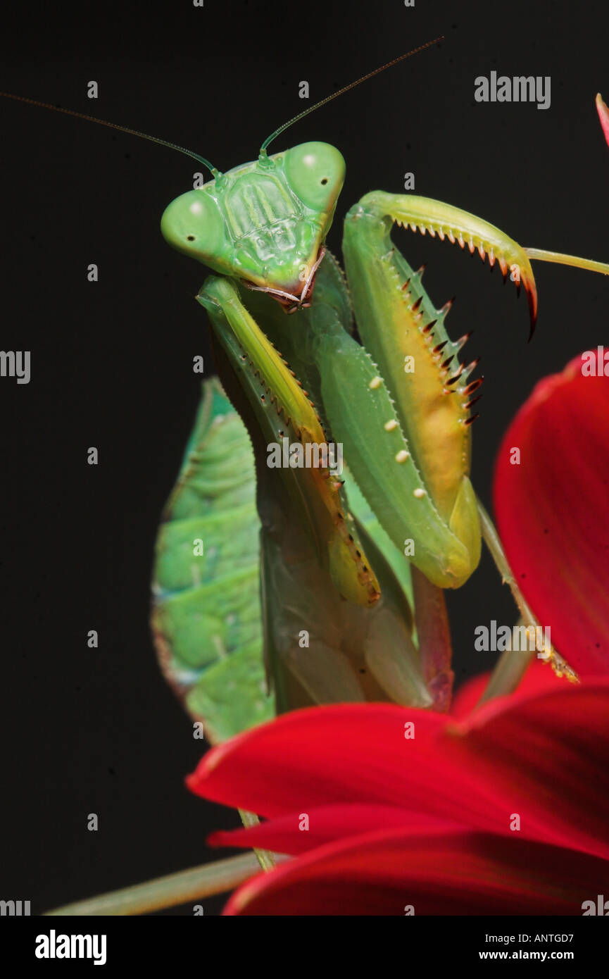 AFRICAN GREEN PRAYING MANTIS on red gerbera Sphodromantis centralis ...