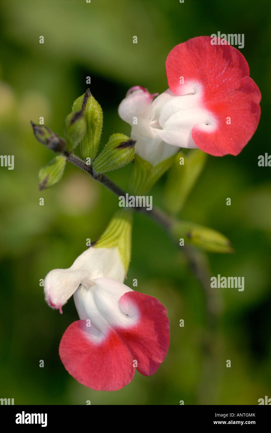 Salvia X jamensis "Hot Lips Stock Photo - Alamy