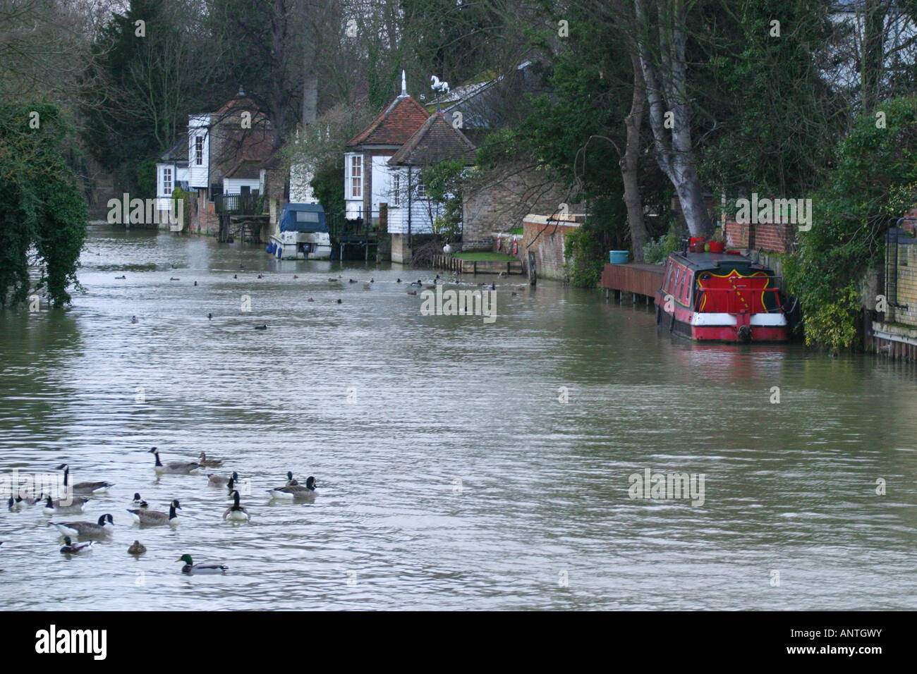 The River Lee at Ware in Hertfordshire, England Stock Photo - Alamy