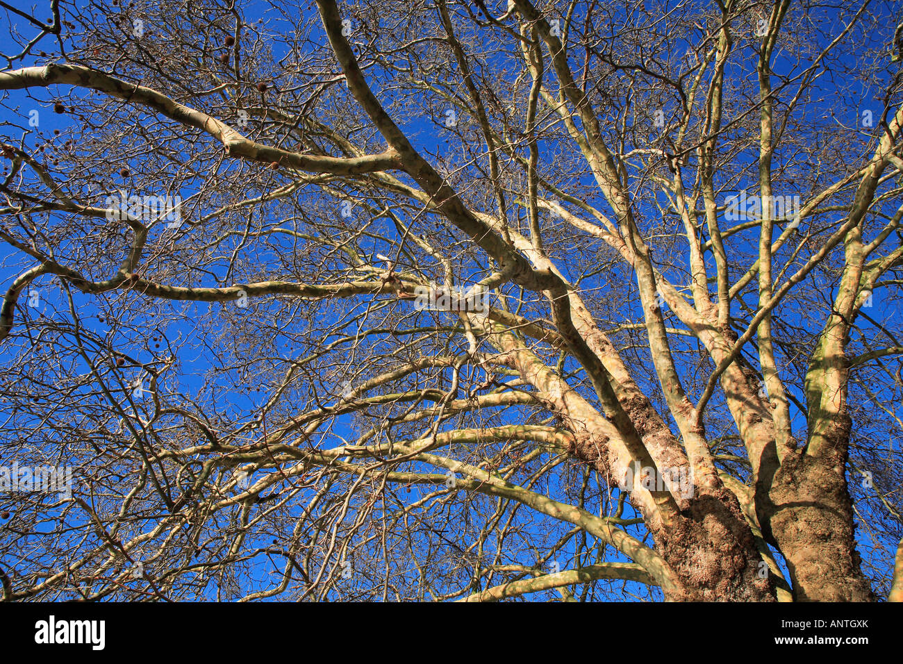 London the tree hi-res stock photography and images - Alamy