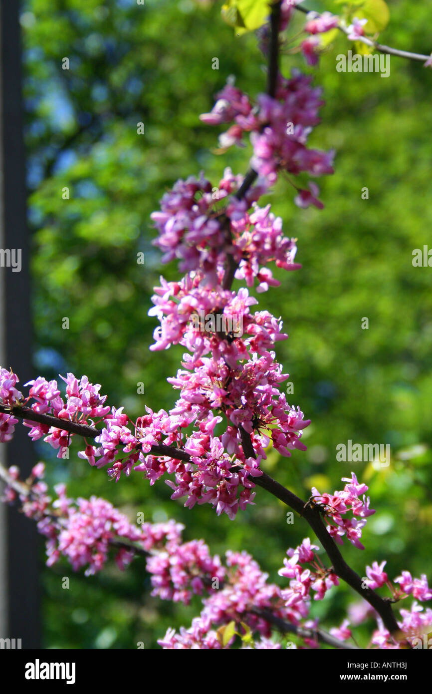 Beautiful blooming of the spring flowers Stock Photo - Alamy