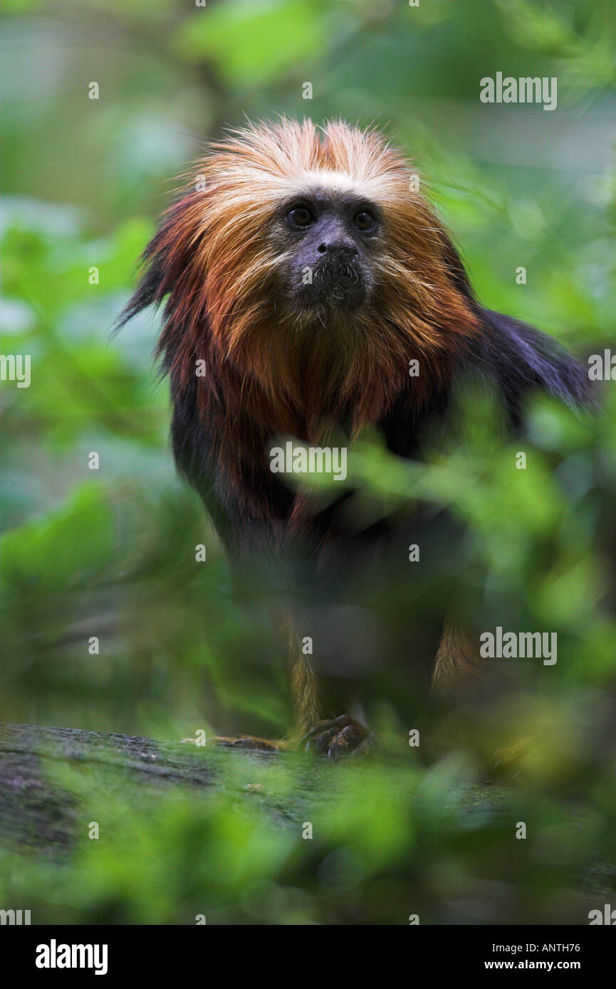 GOLDEN HEADED LION TAMARIN Leontopithecus chrysomelas Stock Photo - Alamy
