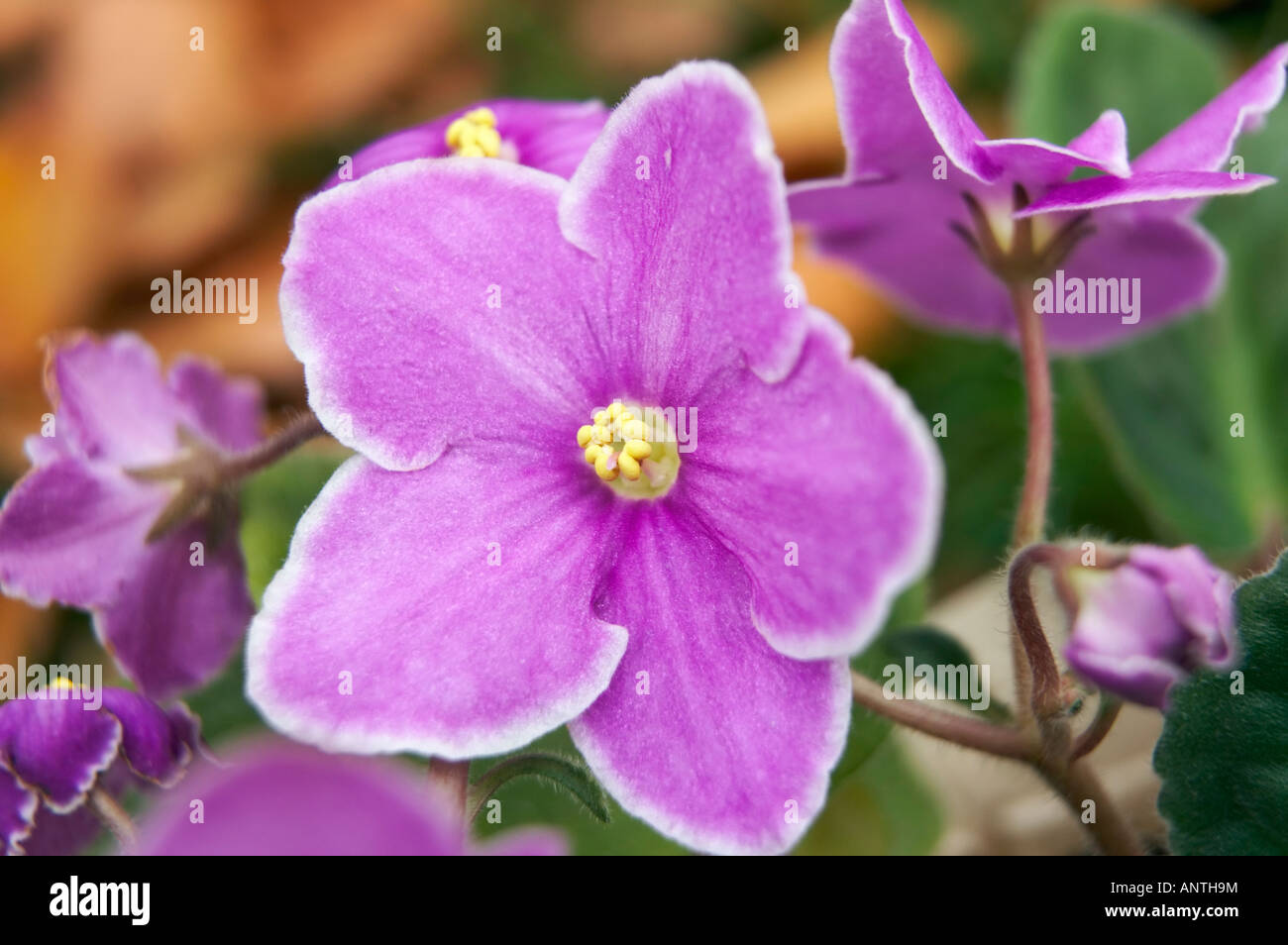 Plant of home violet Stock Photo - Alamy