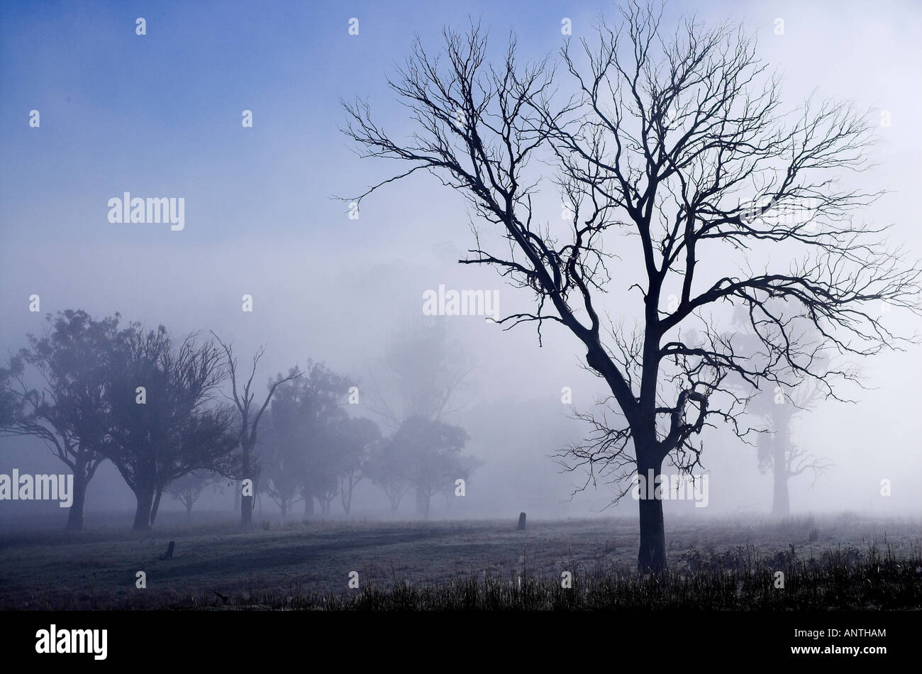 Trees in fog Stock Photo - Alamy