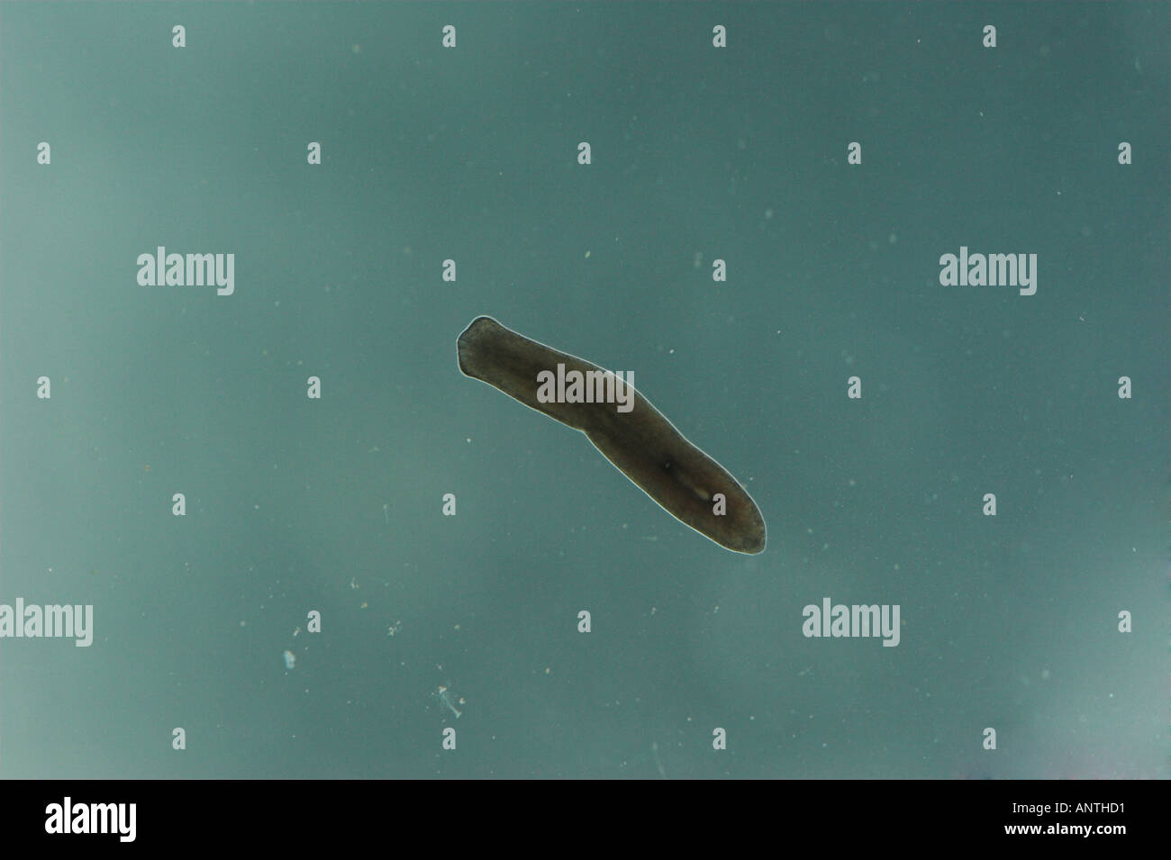 Planarian hi-res stock photography and images - Alamy