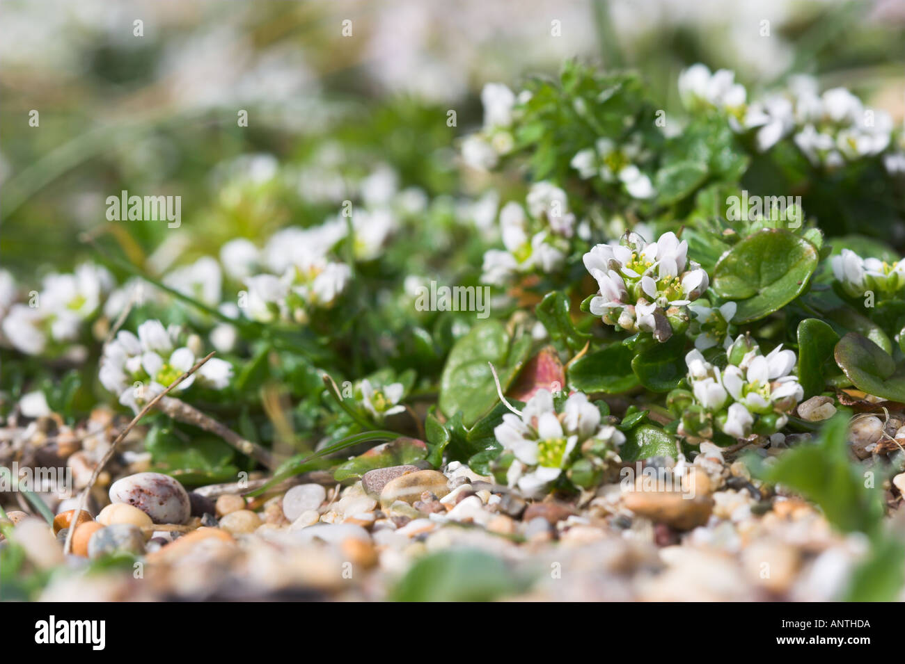 Sea scurvy hi-res stock photography and images - Alamy