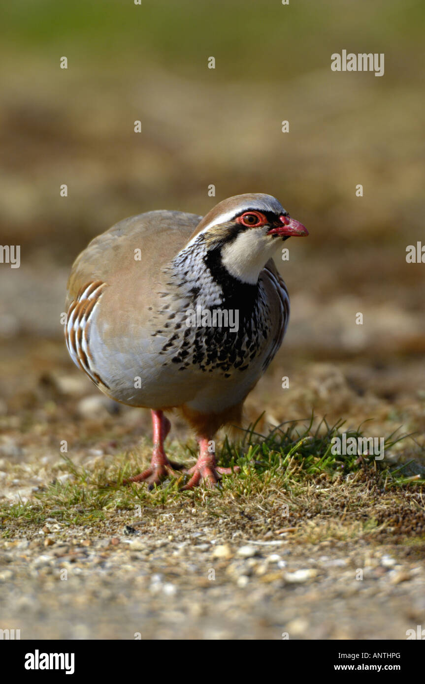 Red-legged Partridge (Alectoris rufa} Stock Photo - Alamy