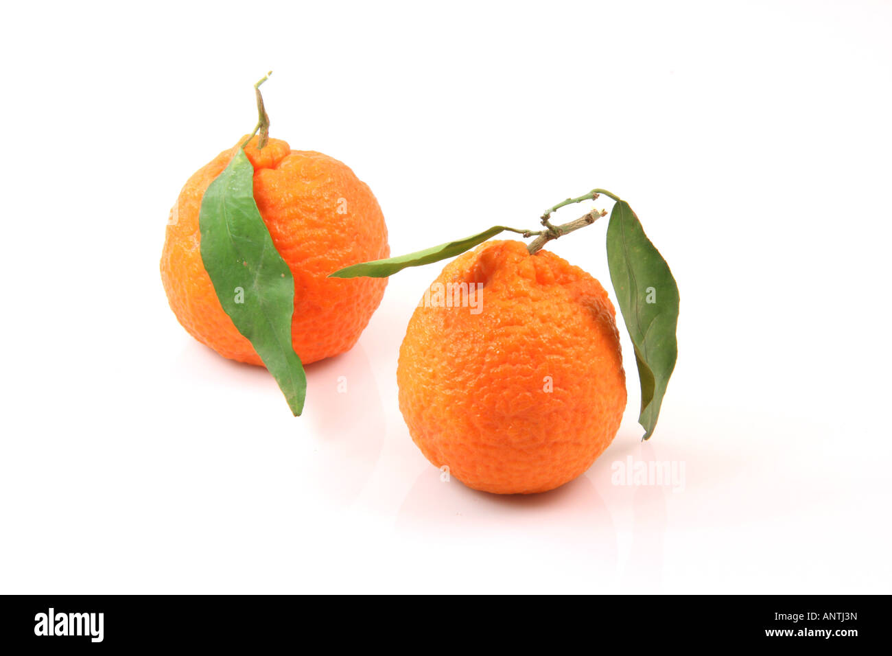 two mandarins isolated on white background fruits and agriculture ...
