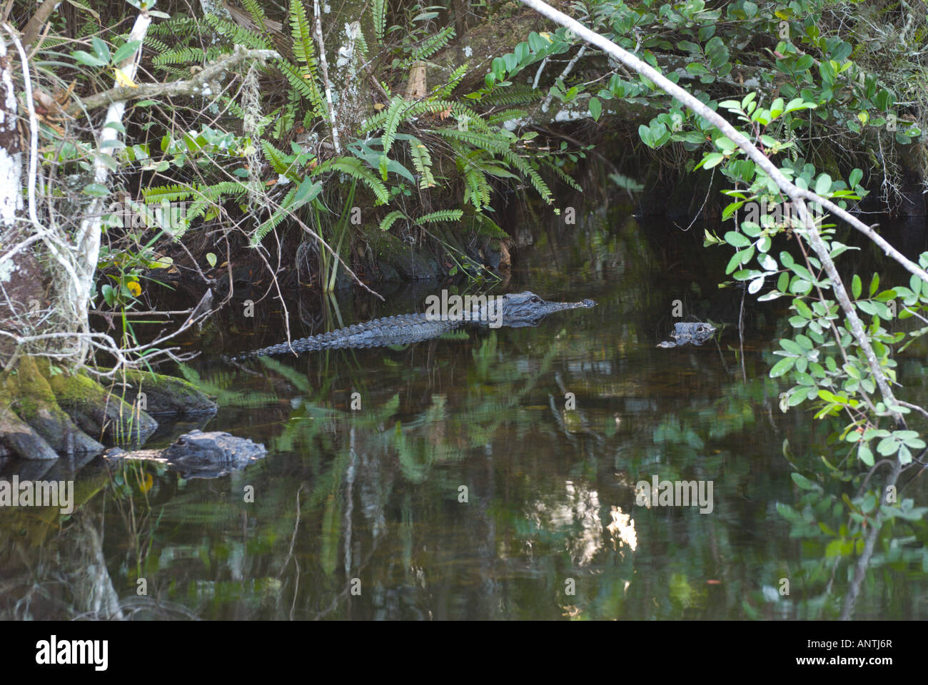 three young alligators Florida Everglades Stock Photo - Alamy