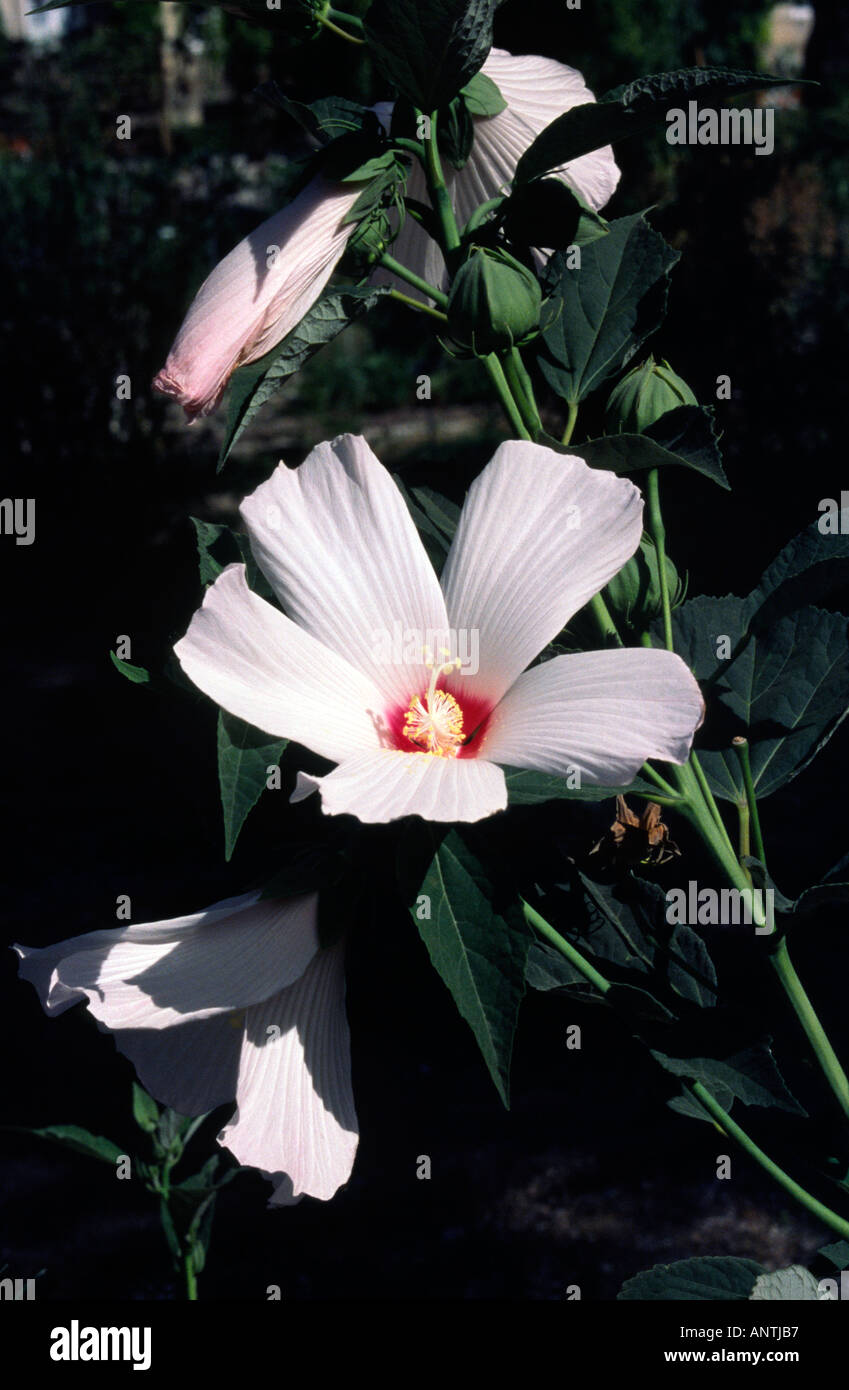 Elegant hibiscus syriacus hi-res stock photography and images - Alamy