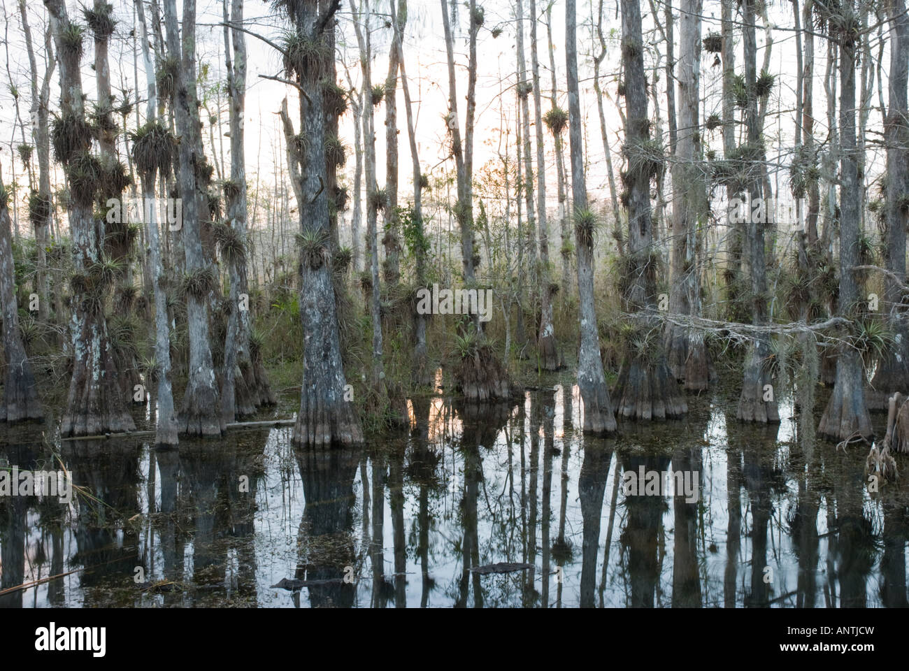 Taxodium ascendens Pond cypress Florida Everglades Stock Photo - Alamy