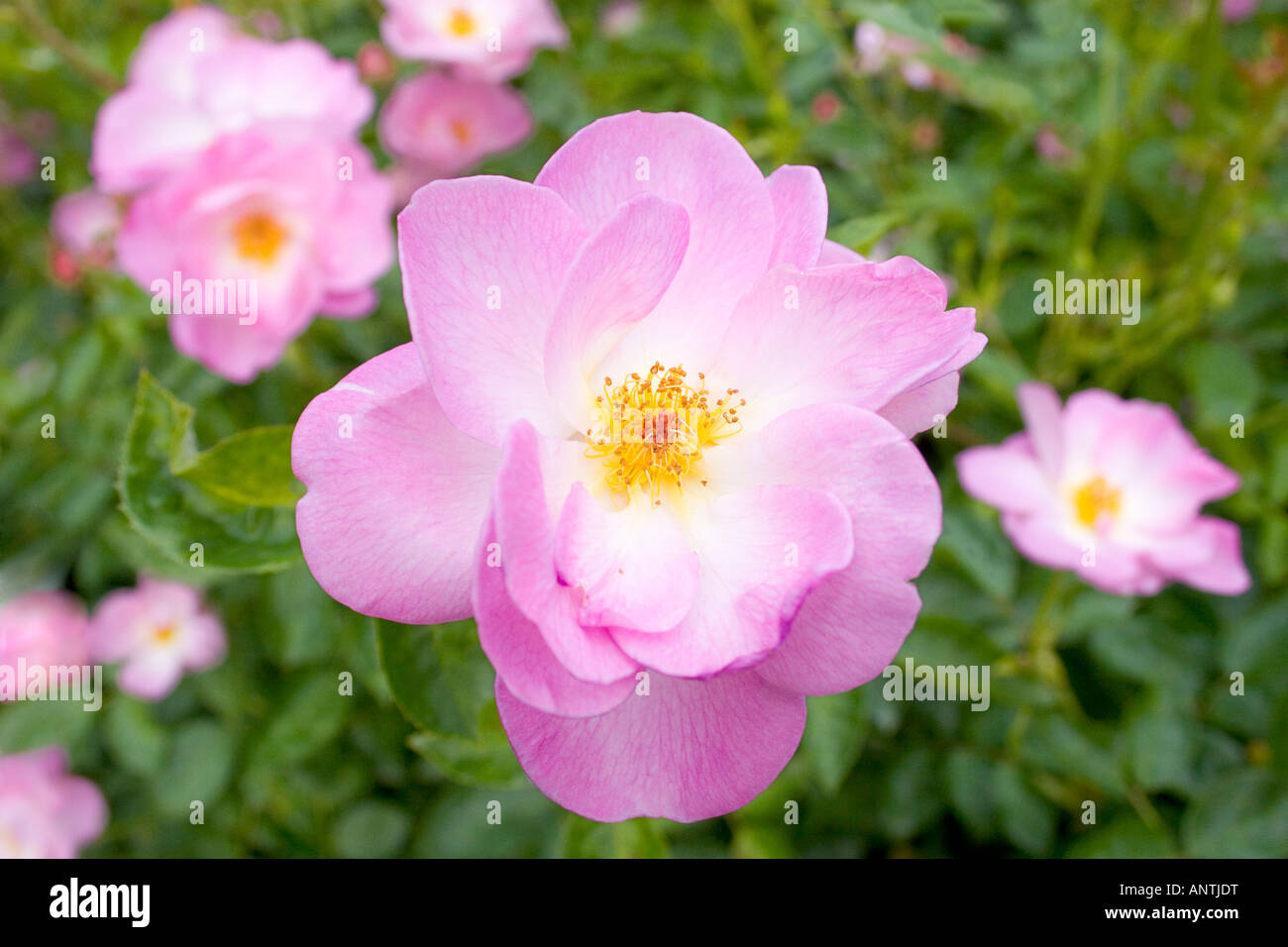 A perfect cottage rose Stock Photo - Alamy