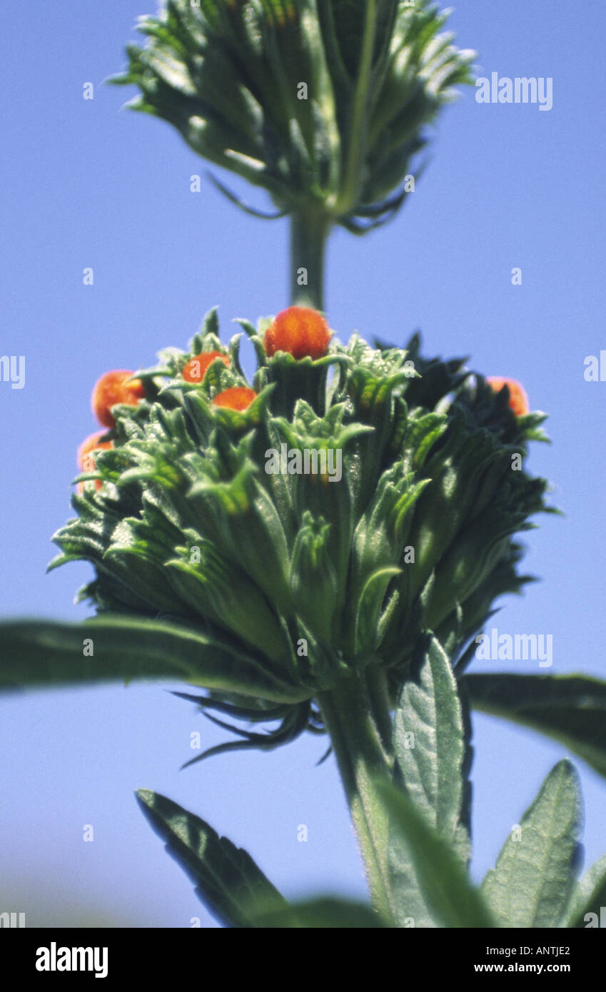 Leonotus hi-res stock photography and images - Alamy