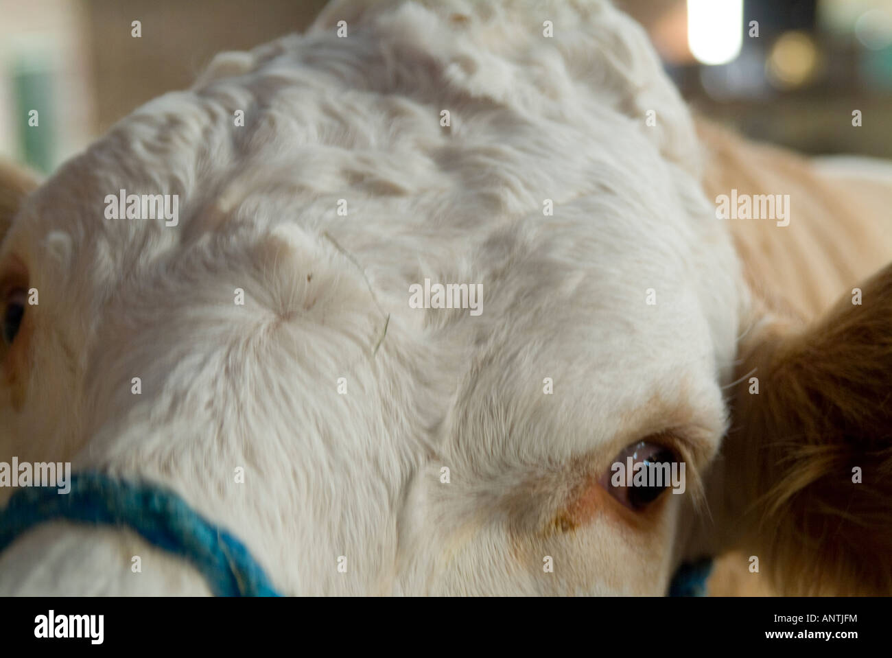 Beef bull hi-res stock photography and images - Alamy