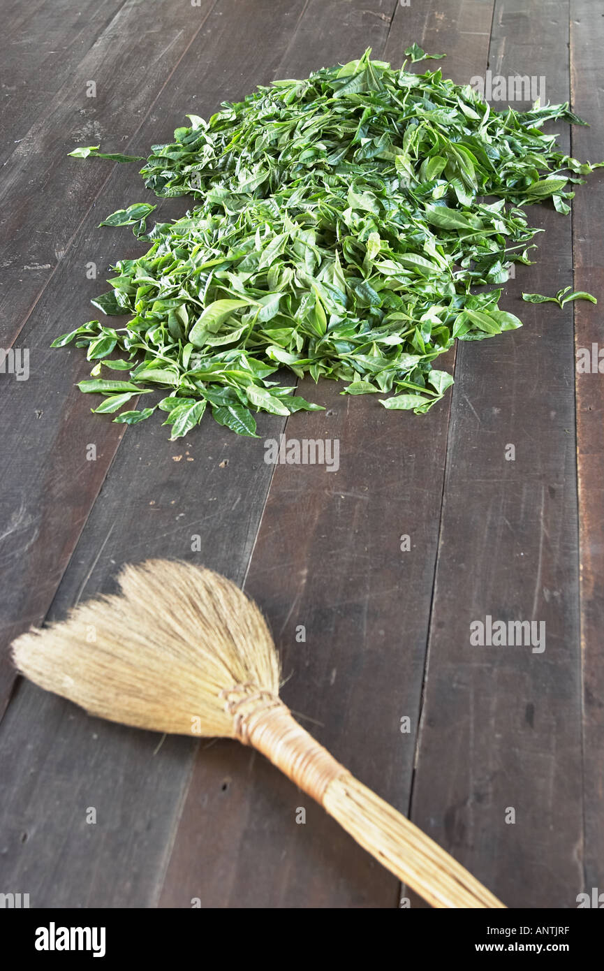 Drying Tea Leaves Stock Photo - Alamy
