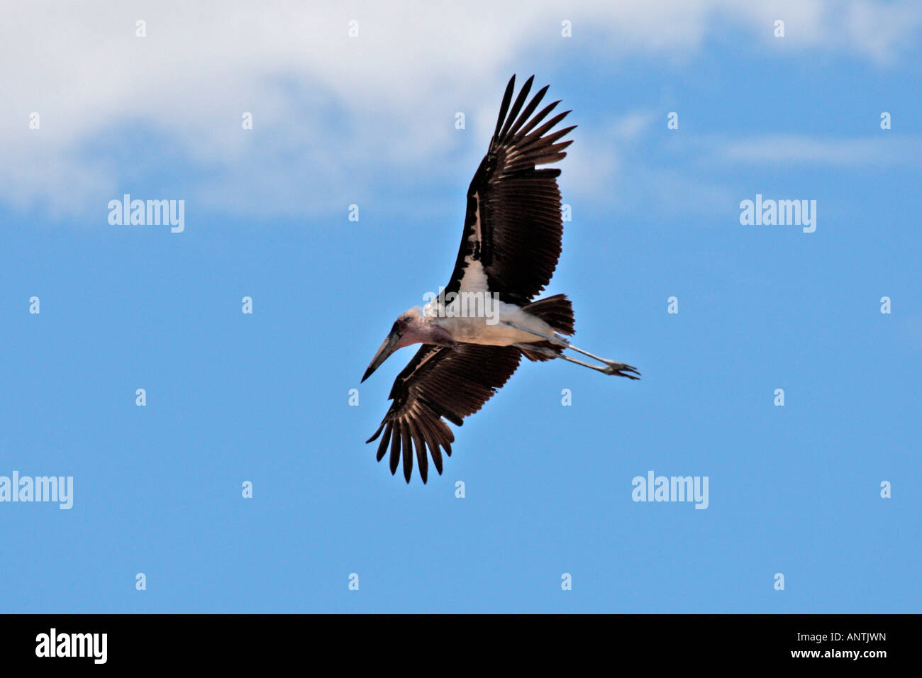 Malibu stork hi-res stock photography and images - Alamy