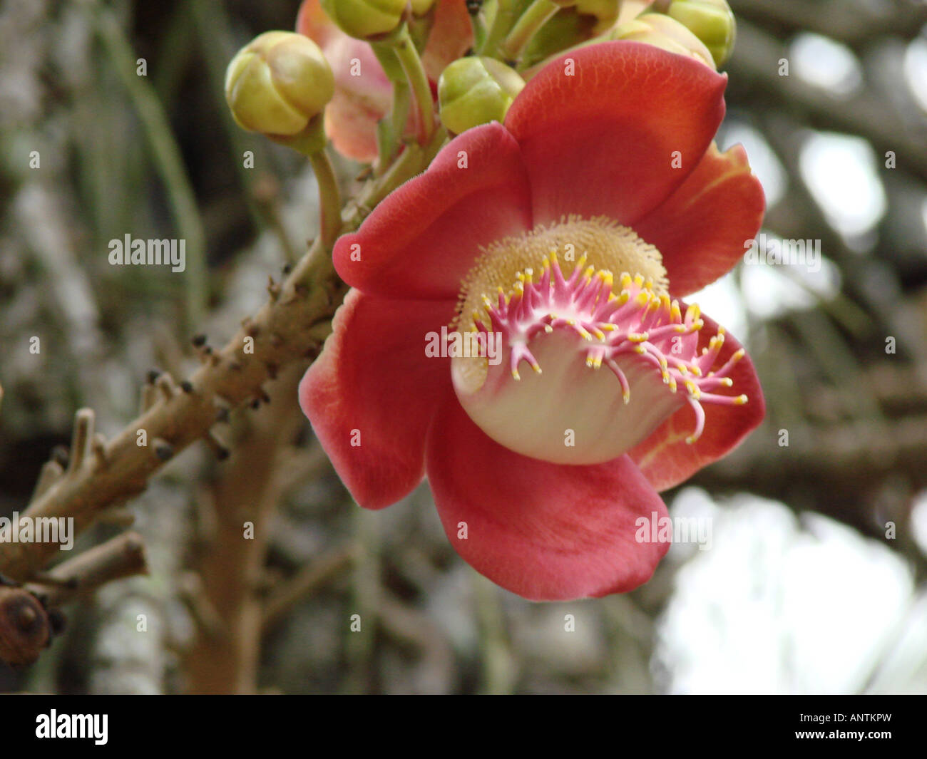 Curupita hi-res stock photography and images - Alamy