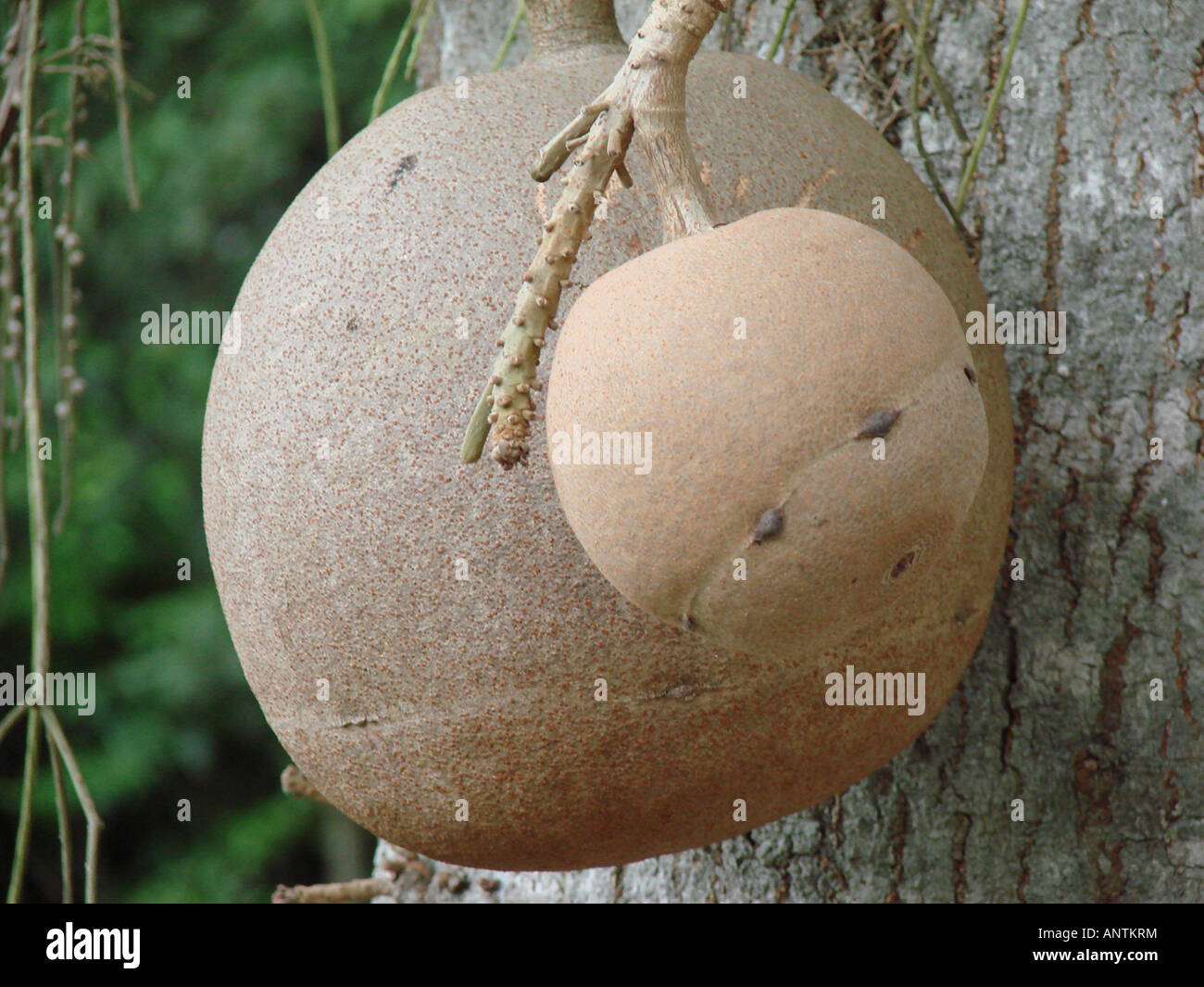 Fruta de macaco hi-res stock photography and images - Alamy