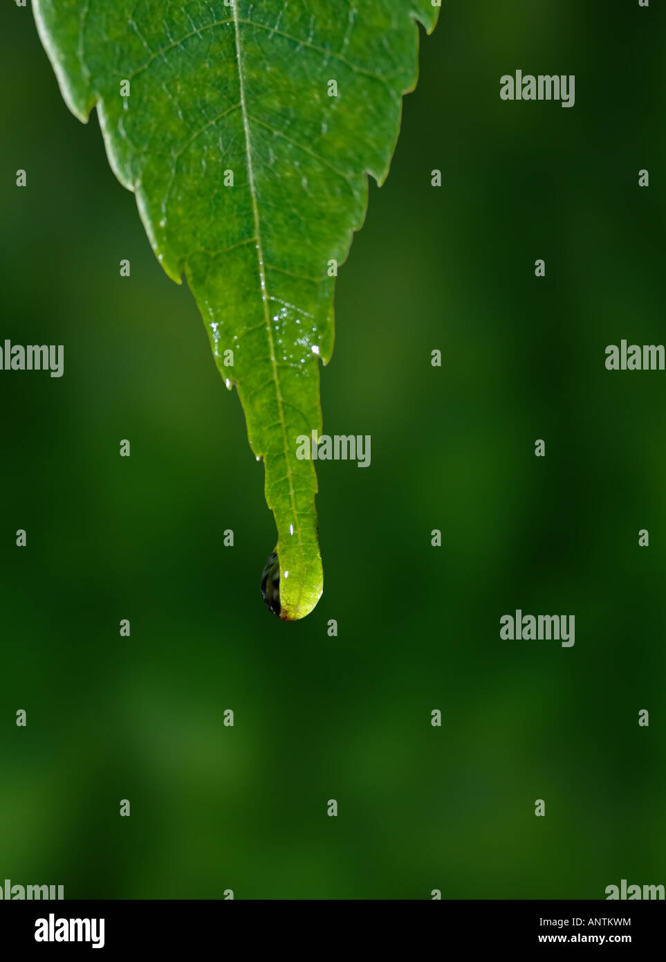 single water drop on leaf with very narrow dof so only the drip is in ...