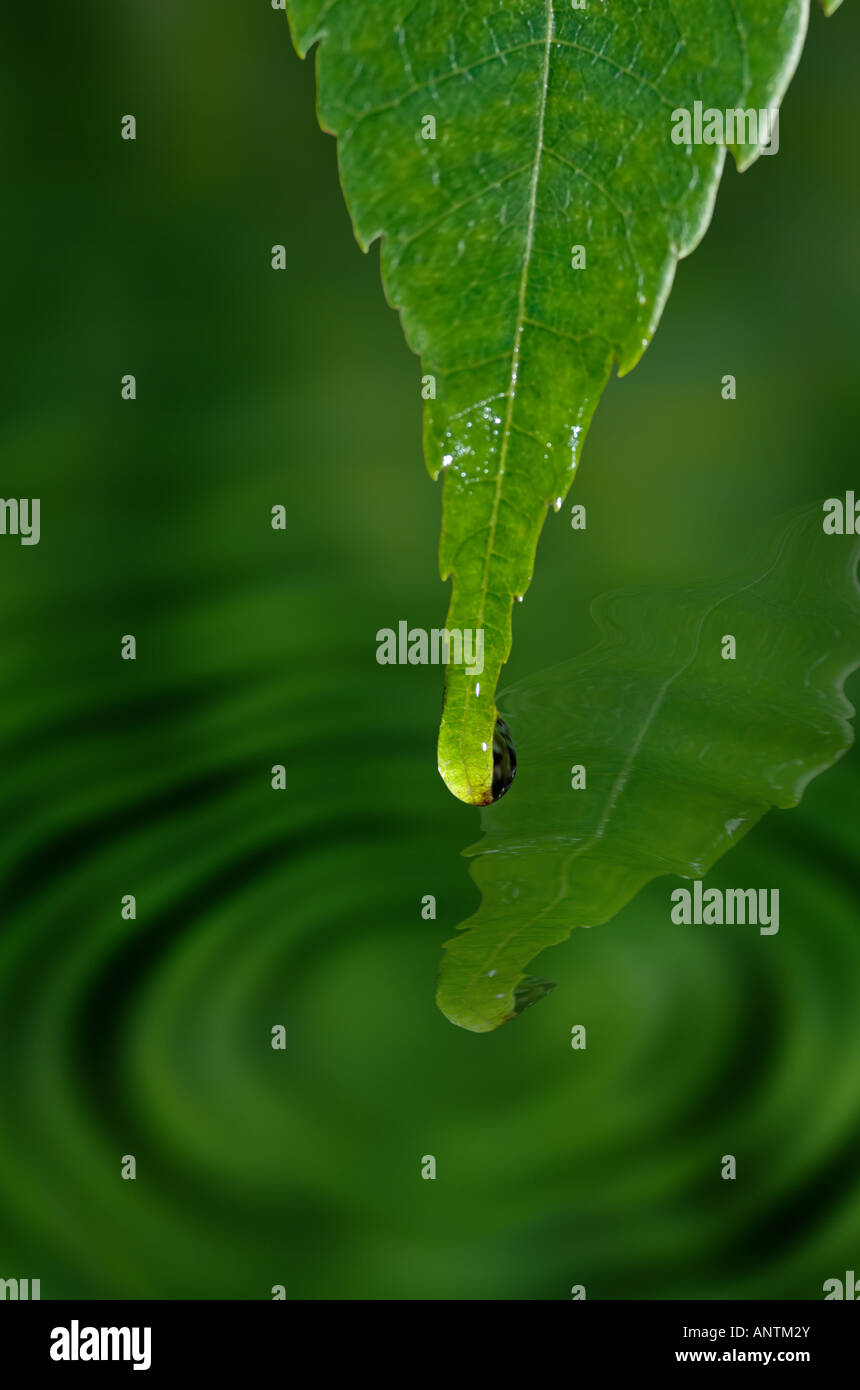 Single water bead grey hi-res stock photography and images - Alamy
