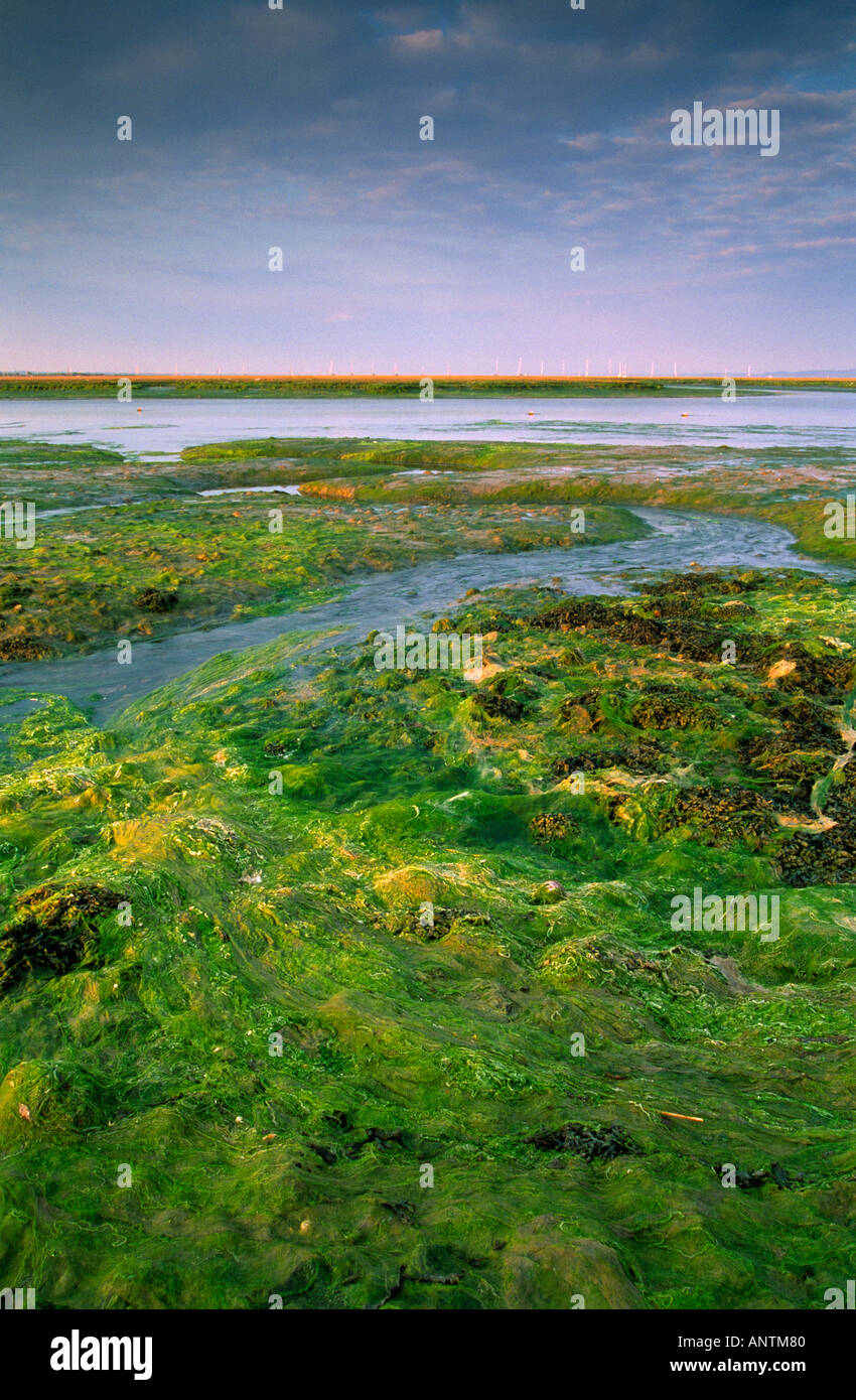 Salt marshes new forest hi-res stock photography and images - Alamy