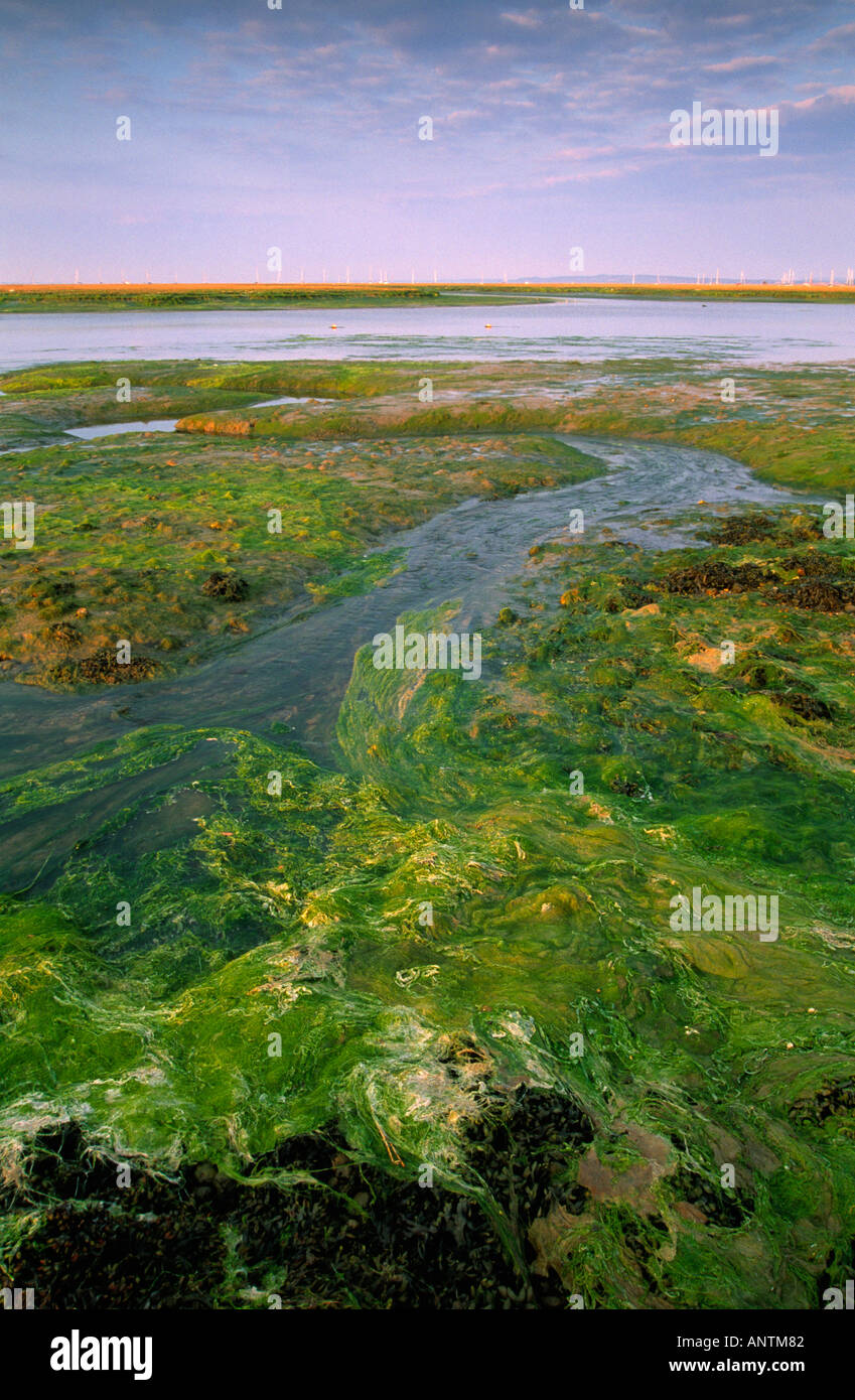 Keyhaven salt marshes Hampshire UK Stock Photo - Alamy
