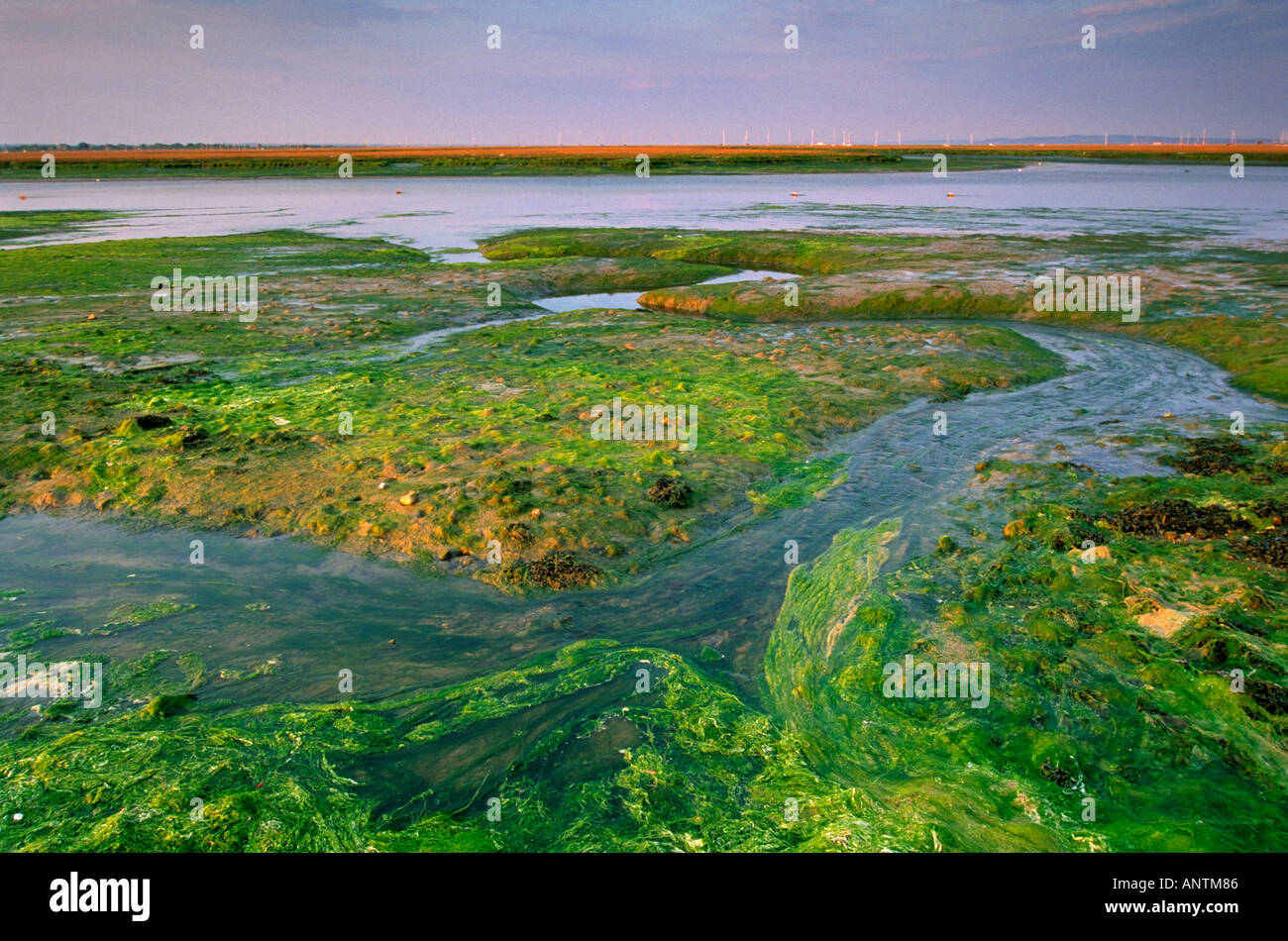 Keyhaven salt marshes Hampshire UK Stock Photo - Alamy