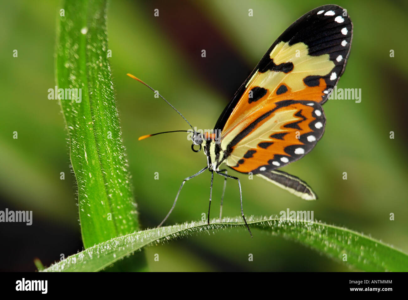 insect bug flyer butterfly borboleta Stock Photo - Alamy