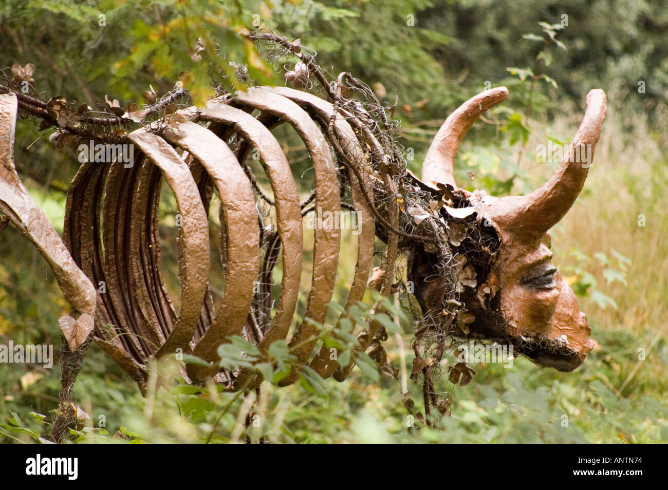 Yak skeleton hi-res stock photography and images - Alamy