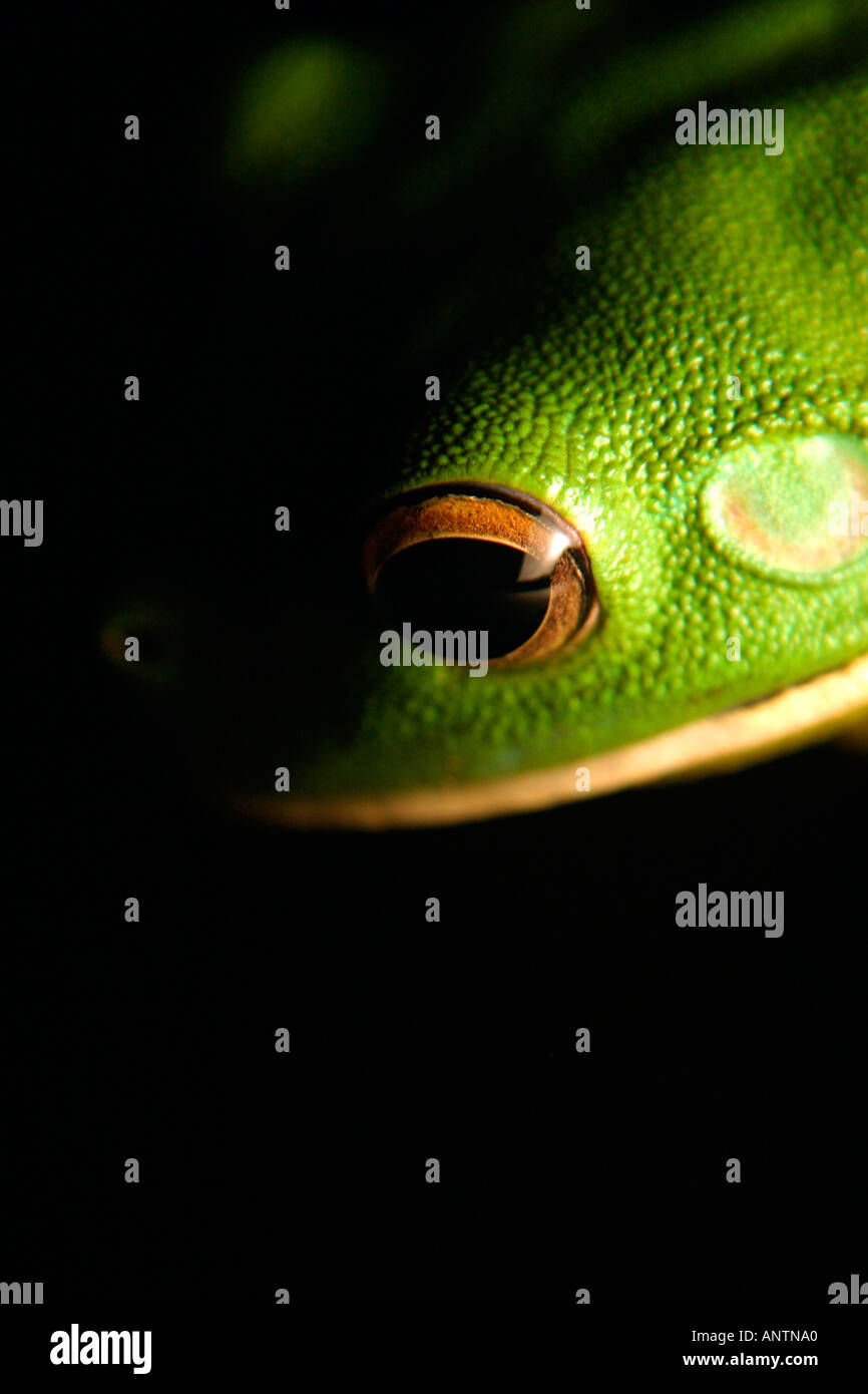 Australian Green Tree Frog Stock Photo - Alamy